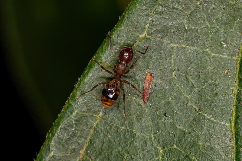 Adult Odorous Ant stock photo. Image of macro, animal - 250656180
