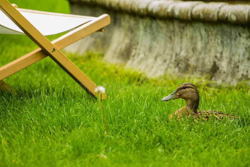 Adult Pacific Black Duck Standing Under a Park Stock Photo - Image of ...