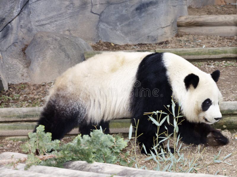Adult Panda stock image. Image of rare, giant, adult - 12339413