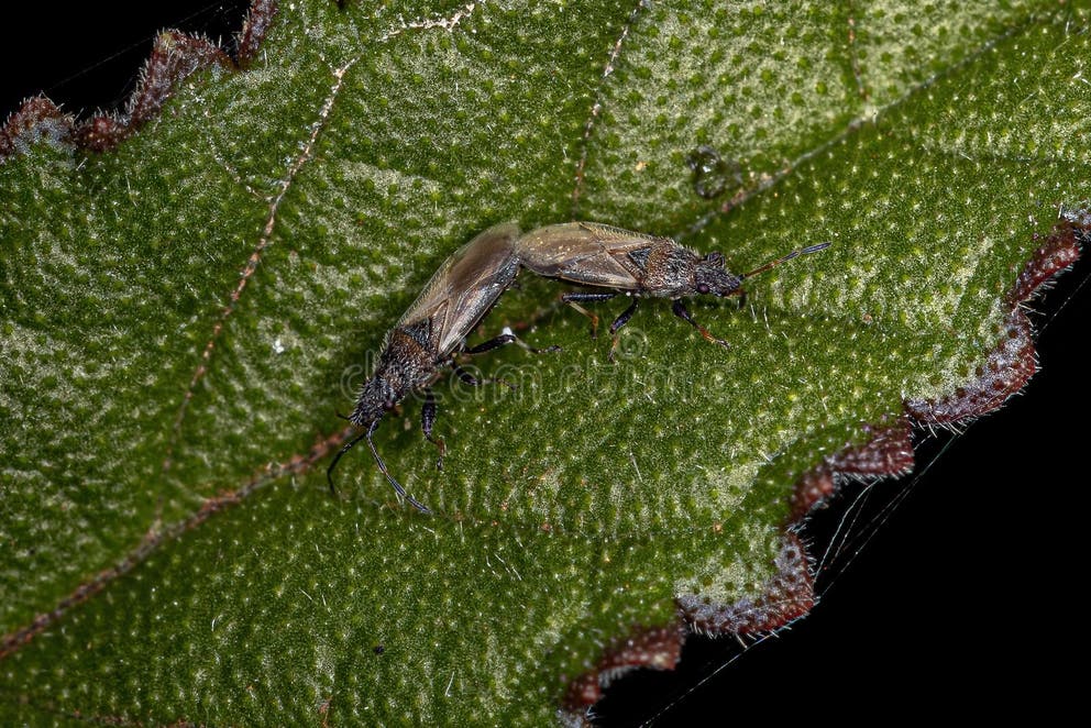 Adult Pentatomomorph Bug stock image. Image of hexapod - 229868689