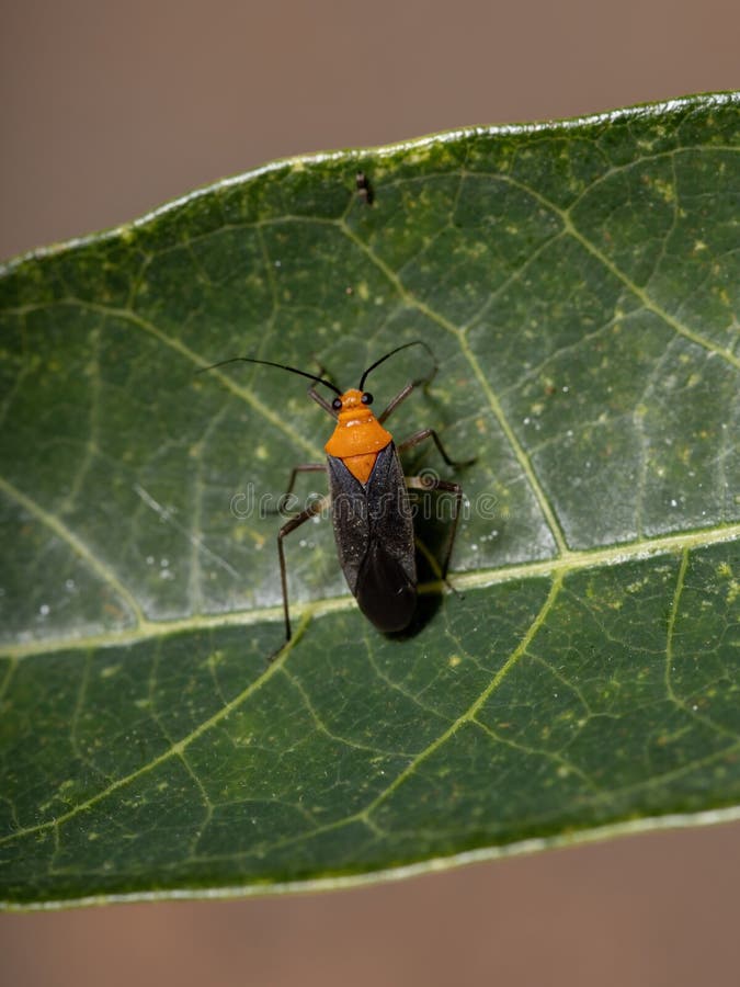 Adult Plant Bug stock image. Image of leaf, plant, true - 214661221