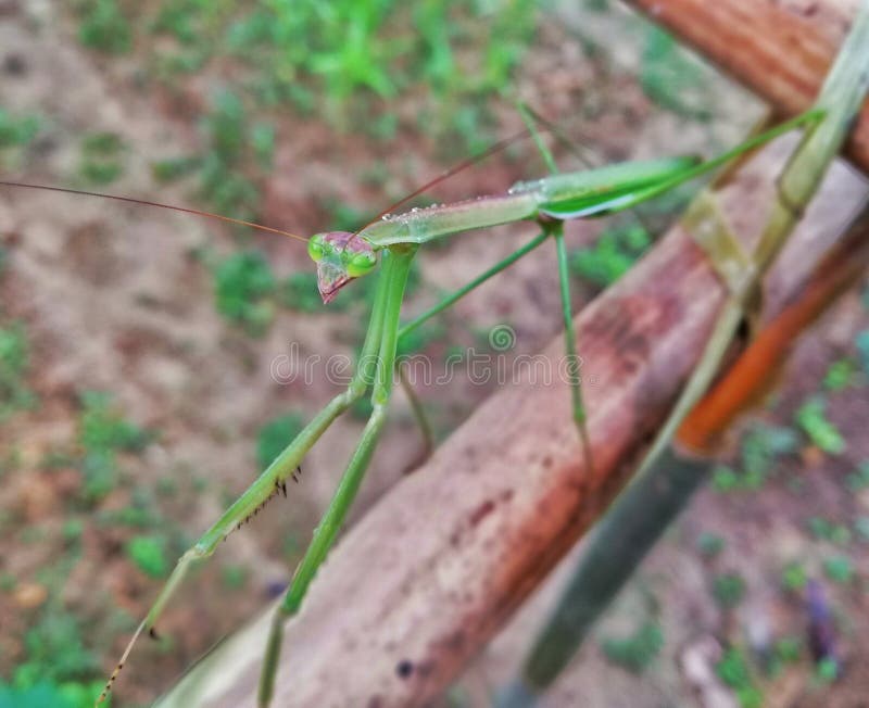 Praying Mantis stock image. Image of insect, adult, mantis - 125194239