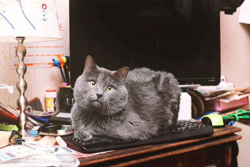 Grey Cat on Computer Keyboard Stock Photo - Image of portrait, closeup ...