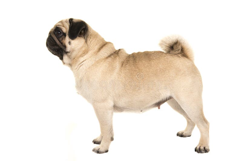 Side View Pug Standing Isolated Stock Photos - Free & Royalty-Free ...