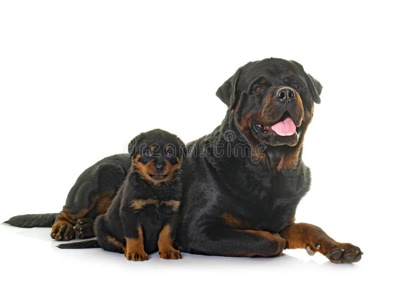 Father and boy rottweiler stock photo. Image of large - 3393110