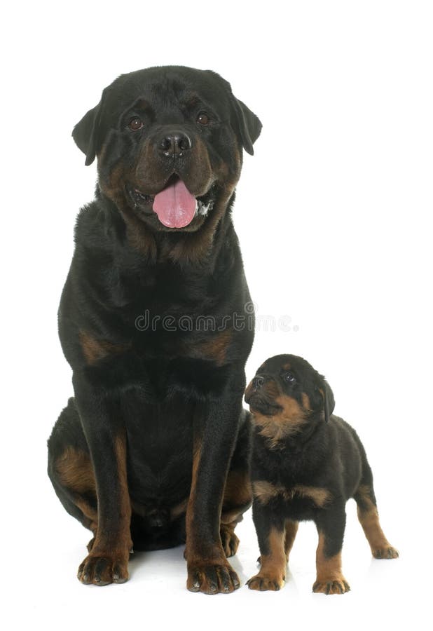 Father and boy rottweiler stock photo. Image of large - 3393110