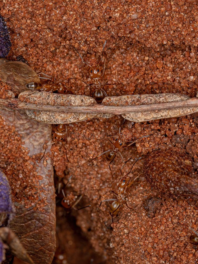 Adult Pyramid Ants stock image. Image of odorous, dolichoderinae ...