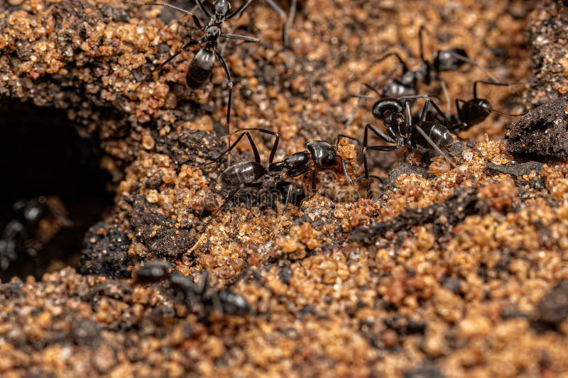 Adult Pyramid Ants stock photo. Image of ants, pyramid - 264278014