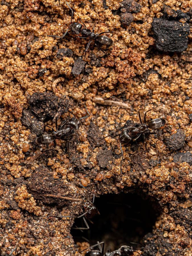 Adult Pyramid Ants stock photo. Image of insects, brown - 264278070