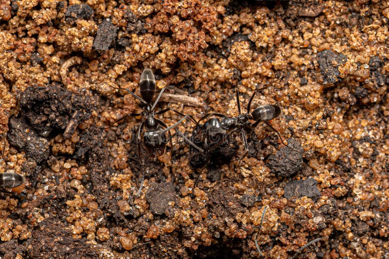 Adult Pyramid Ants stock photo. Image of ground, nature - 264278076