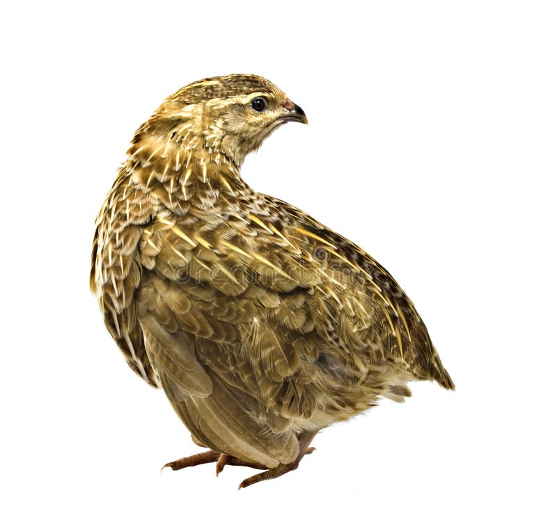 Adult Male of Quail Isolated on White Background Stock Photo - Image of ...