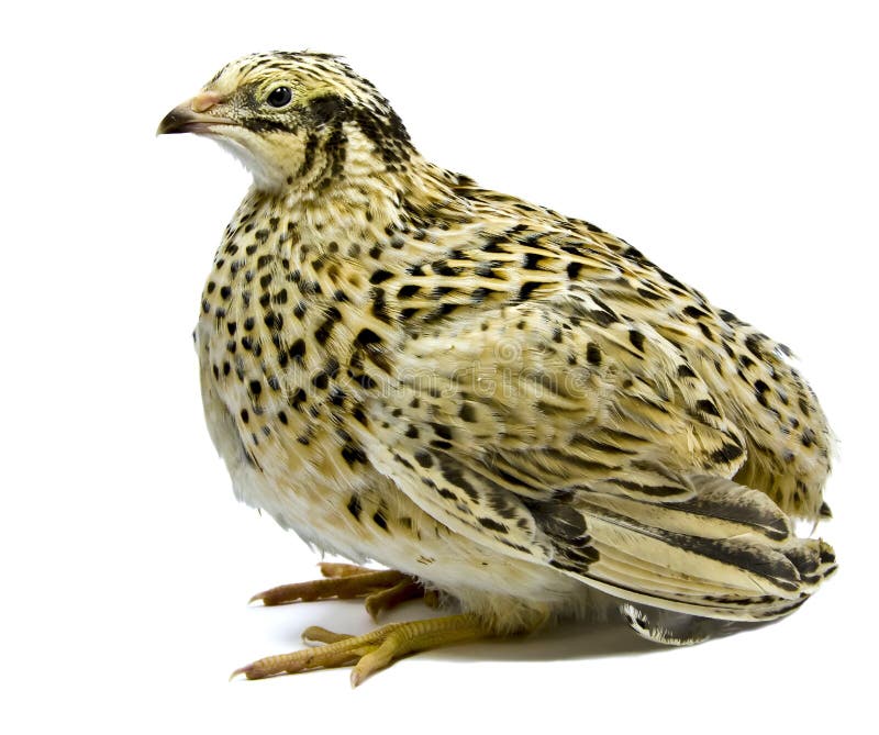 Adult Quail Of Yellow Strain Stock Image - Image of speckled, nature ...