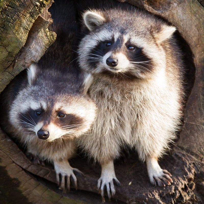 3 Raccoons with Water Reflections Stock Photo - Image of bandit, pond ...
