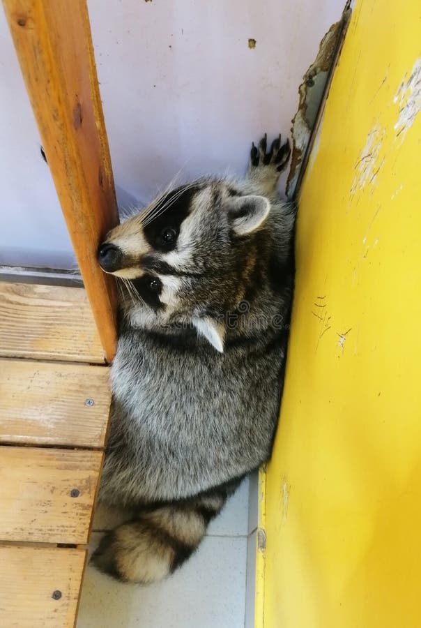 Adult Raccoon is Sitting in the Corner Stock Image - Image of domestic ...