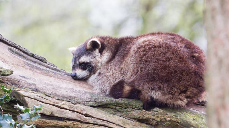 Adult racoon on a tree stock image. Image of coon, brown - 90938387