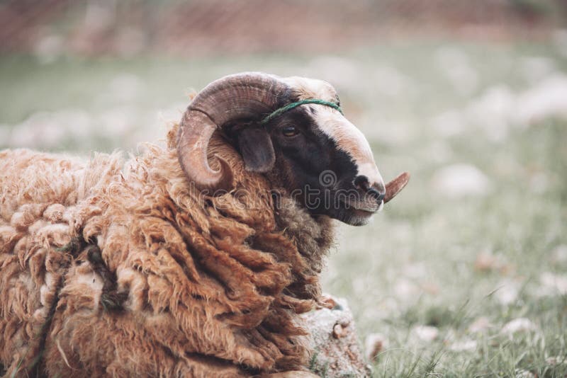 An Adult Ram with Curled Horns Spoils in the Pasture Stock Photo ...