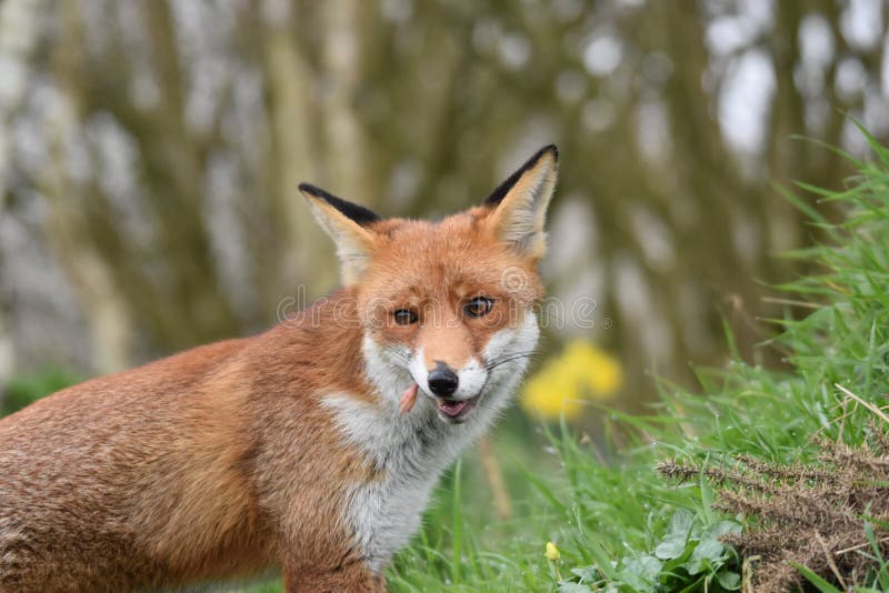 Adult Red British fox stock image. Image of mammal, vulpes - 88521763