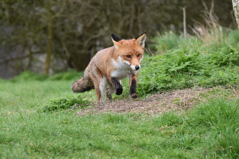 Adult Red British fox stock image. Image of look, brown - 88522717
