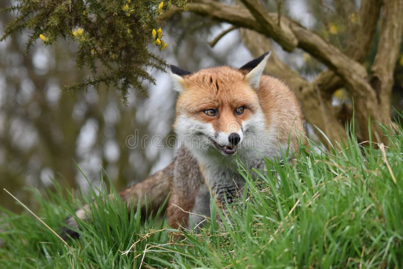 Adult Red British fox stock photo. Image of adult, devious - 88528638