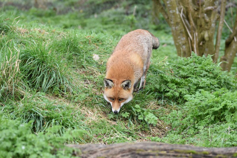 Adult Red British fox stock image. Image of nature, beast - 88527225
