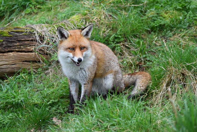 Adult Red British fox stock image. Image of vulpes, brown - 88528895