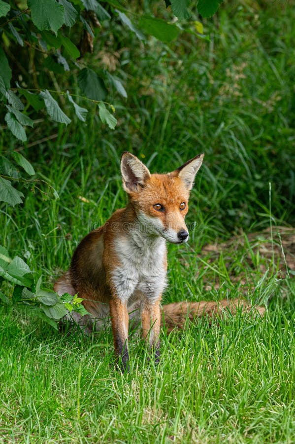 Adult Red Fox, Vulpes Vulpes, with Spring Moult Fur Stock Photo - Image ...