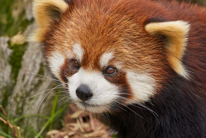 Adult Red Panda stock image. Image of close, portrait - 162215971