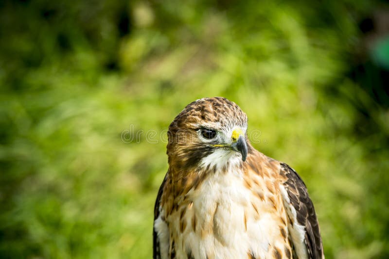 Adult red shouldered hawk stock image. Image of flight - 87733137
