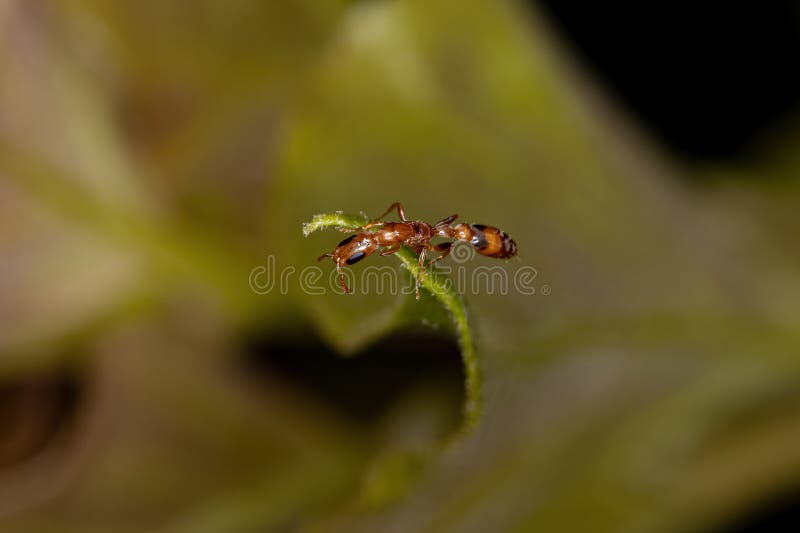 Adult Red Twig Ant stock image. Image of pseudomyrmecinae - 231751857