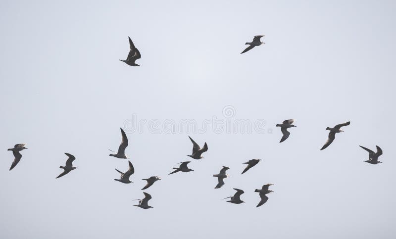 Adult Ring-billed Gulls Fly in Cloudy Sky Stock Image - Image of larus ...