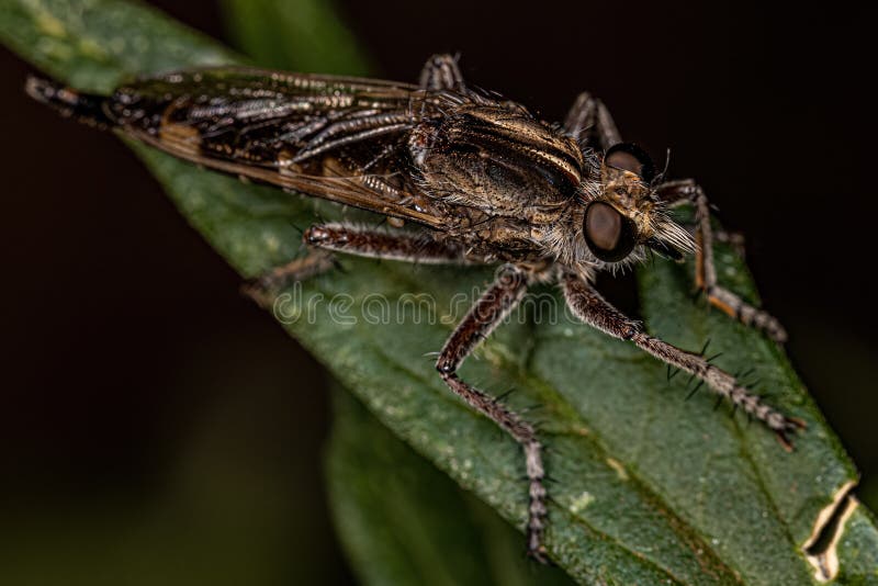 Adult Robber Fly stock photo. Image of macro, brachyceran - 255480486