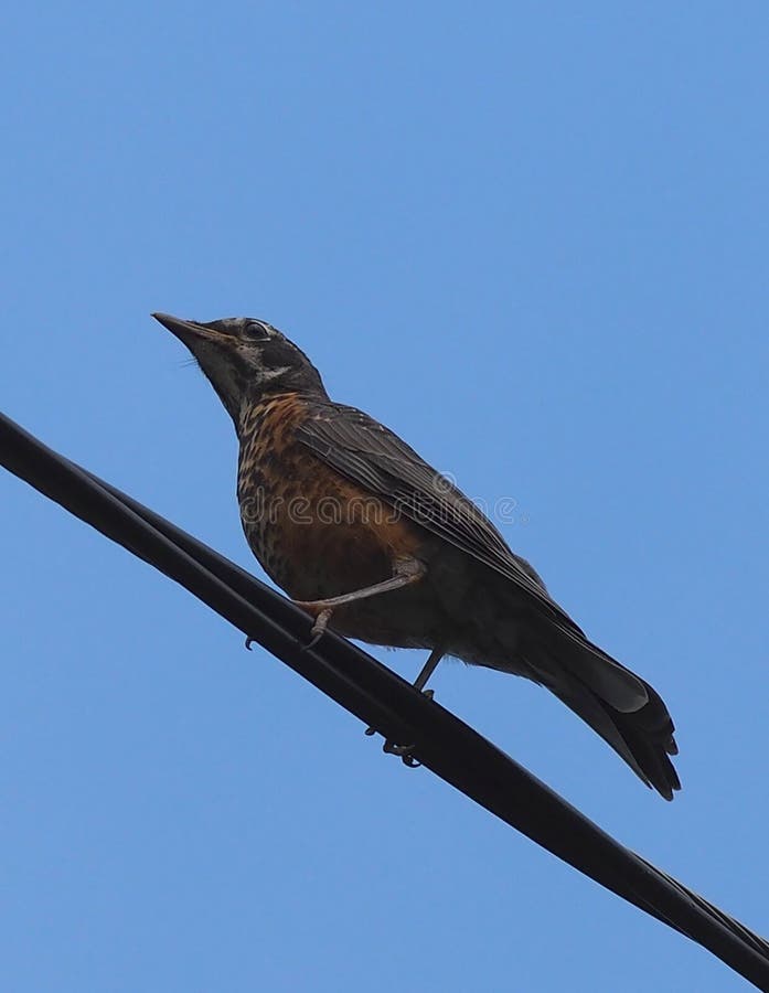 Adult Robin or Turdus Migratorius Stock Photo - Image of male, beak ...