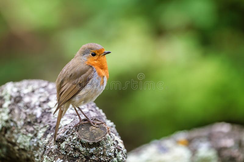 Adult Robin Perched on a Log Stock Photo - Image of bird, cute: 94664636