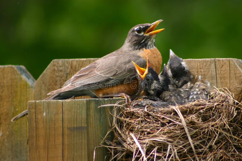 Adult robin with young stock photo. Image of nature, nest - 21778852