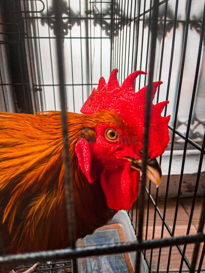 Adult Rooster Caged in the Cage. Stock Image - Image of wildlife, caged ...