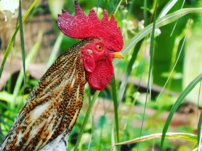 Adult Rooster with Red Comb Stock Image - Image of adult, animal: 240446883