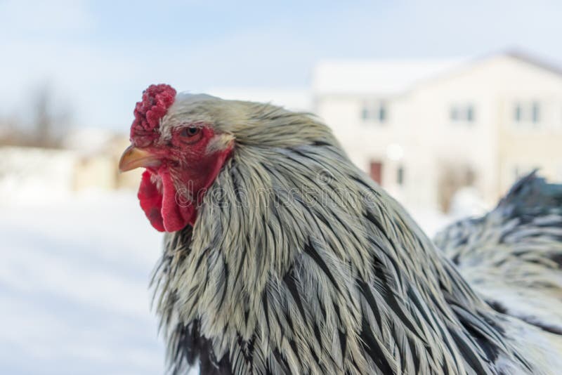Adult Rooster Walks in the Cold Snow. Stock Image - Image of character ...