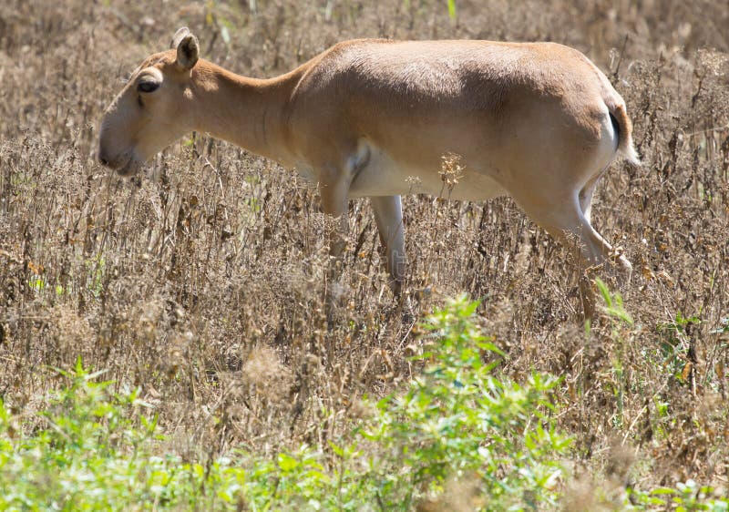 Adult male saiga stock image. Image of saiga, nose, nature - 56637901
