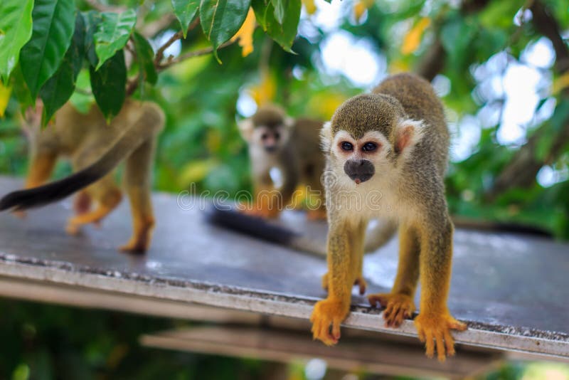Adult Saimiri monkey. stock image. Image of forest, mammal - 38151583