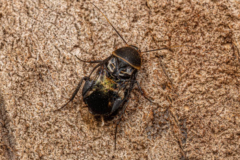 Hypercompsa Stock Photos - Free & Royalty-Free Stock Photos from Dreamstime