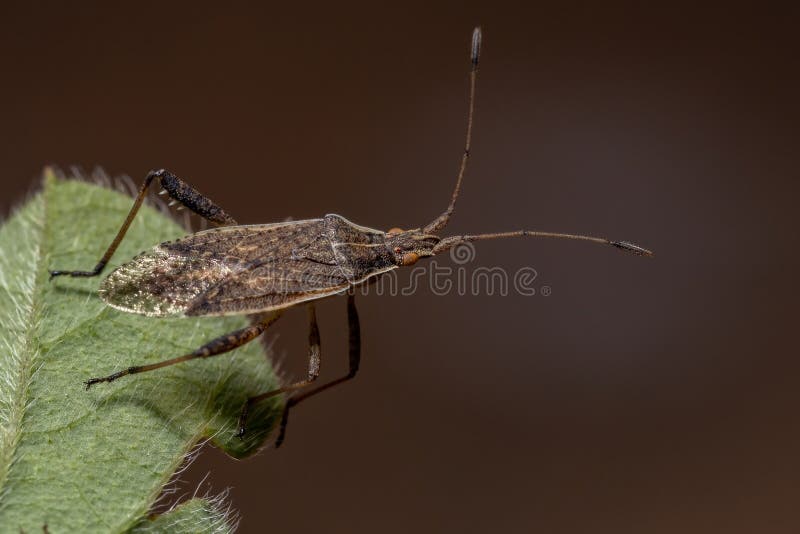 Adult Scentless Plant Bug stock photo. Image of insect - 214661562