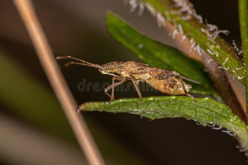 Adult Scentless Plant Bug stock photo. Image of harmostes - 228541664
