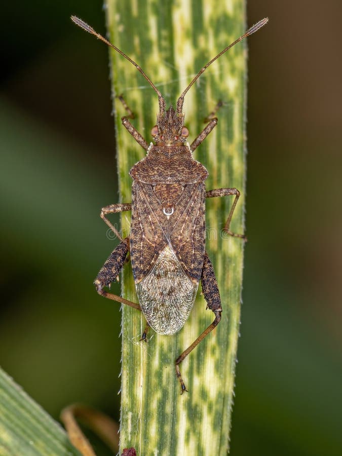 Adult Scentless Plant Bug stock image. Image of insects - 229868373