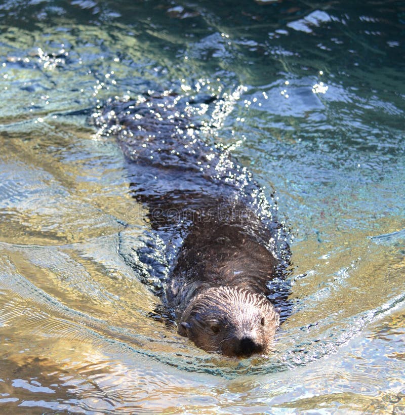 Swimming Sea Otter stock image. Image of mammal, aquarium - 36560273