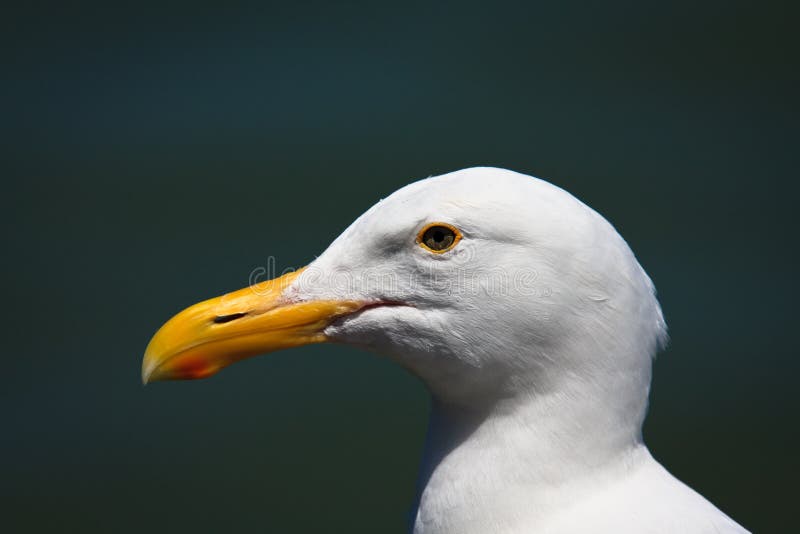 Adult seagull stock image. Image of bird, beach, faders - 20760293