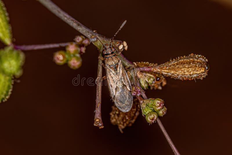 Adult Seed Bugs stock photo. Image of macro, closeup - 255483254