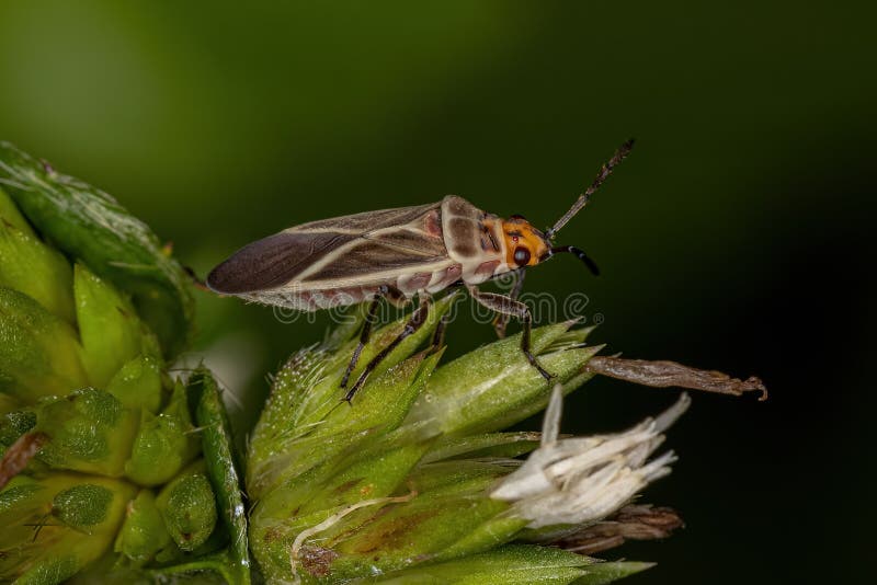 Adult Seed Bug stock photo. Image of arthropoda, hemiptera - 232804090