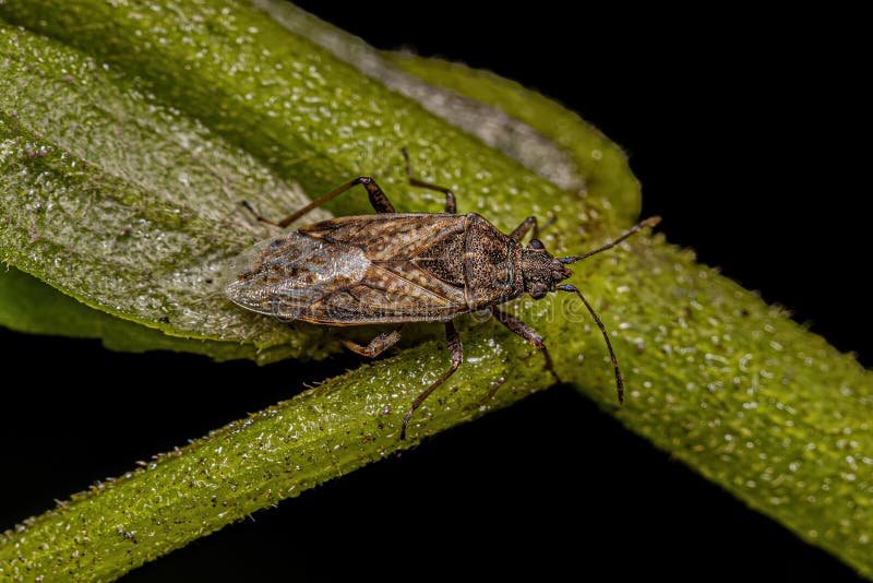 Adult Seed bug stock image. Image of pentatomomorpha - 258933229