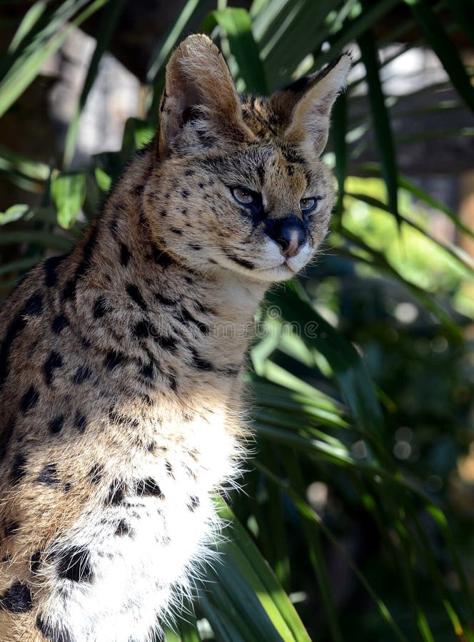 A Serval cat up close stock photo. Image of grassland - 176611224