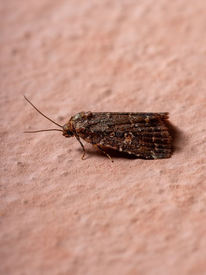 Adult small moth stock image. Image of wildlife, isolated - 209450931